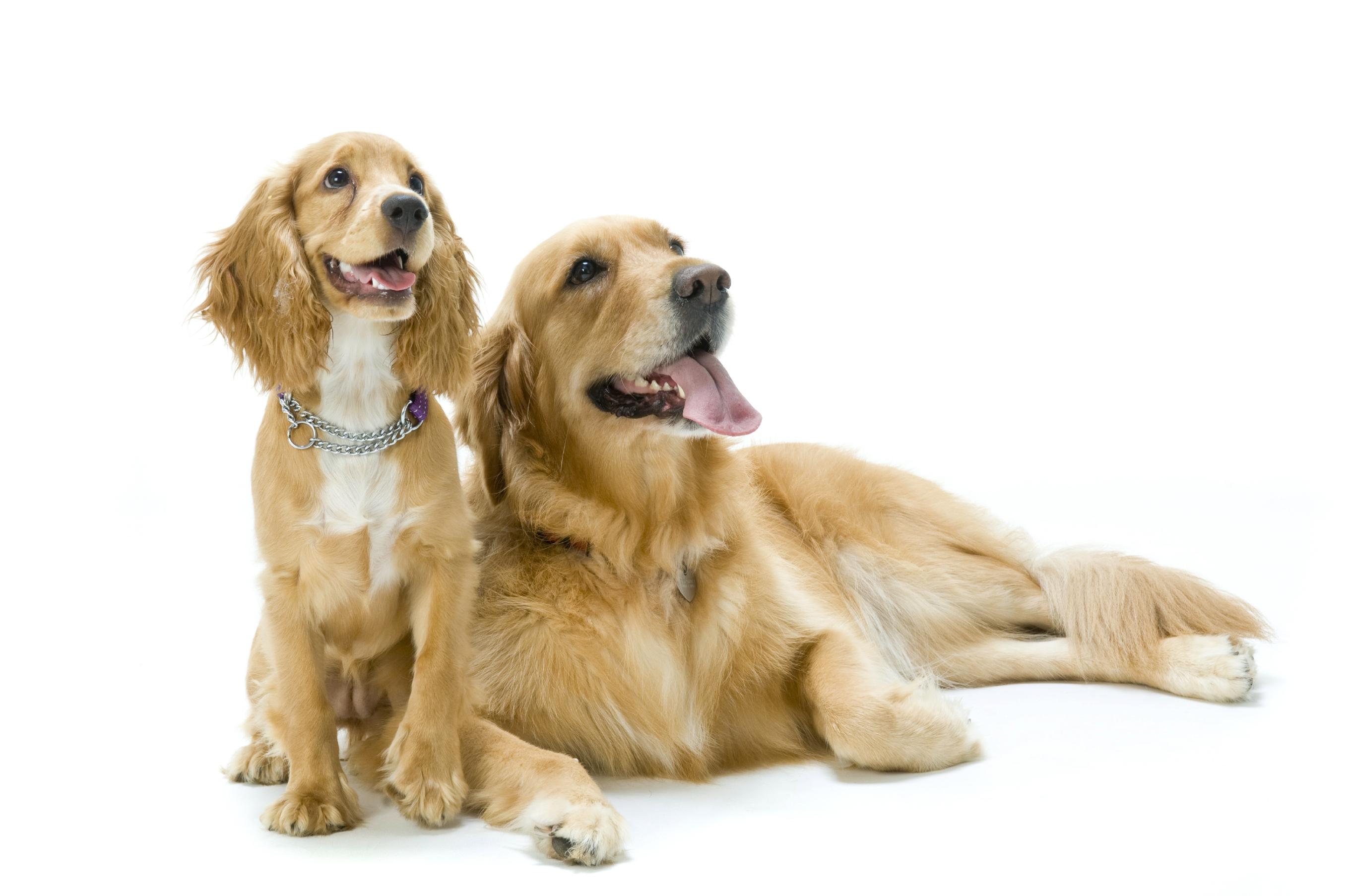 Chrisco – Godbidder, foder og tilbehør til kæledyr