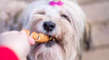 Chrisco – Godbidder, foder og tilbehør til kæledyr